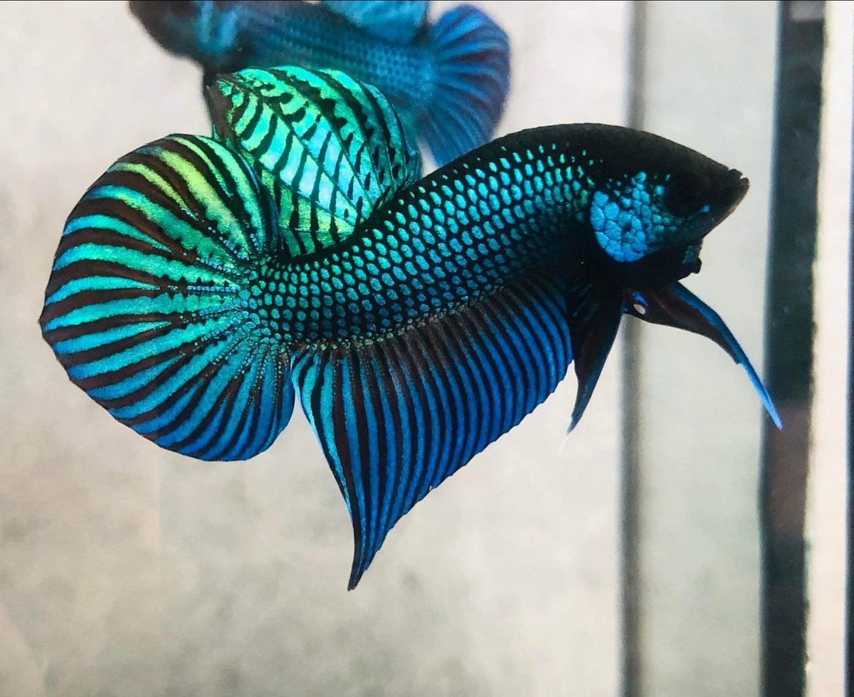 Green Mahachai Male Wild Betta | Plakat Bettas | Fighting Fish | HMPK ...