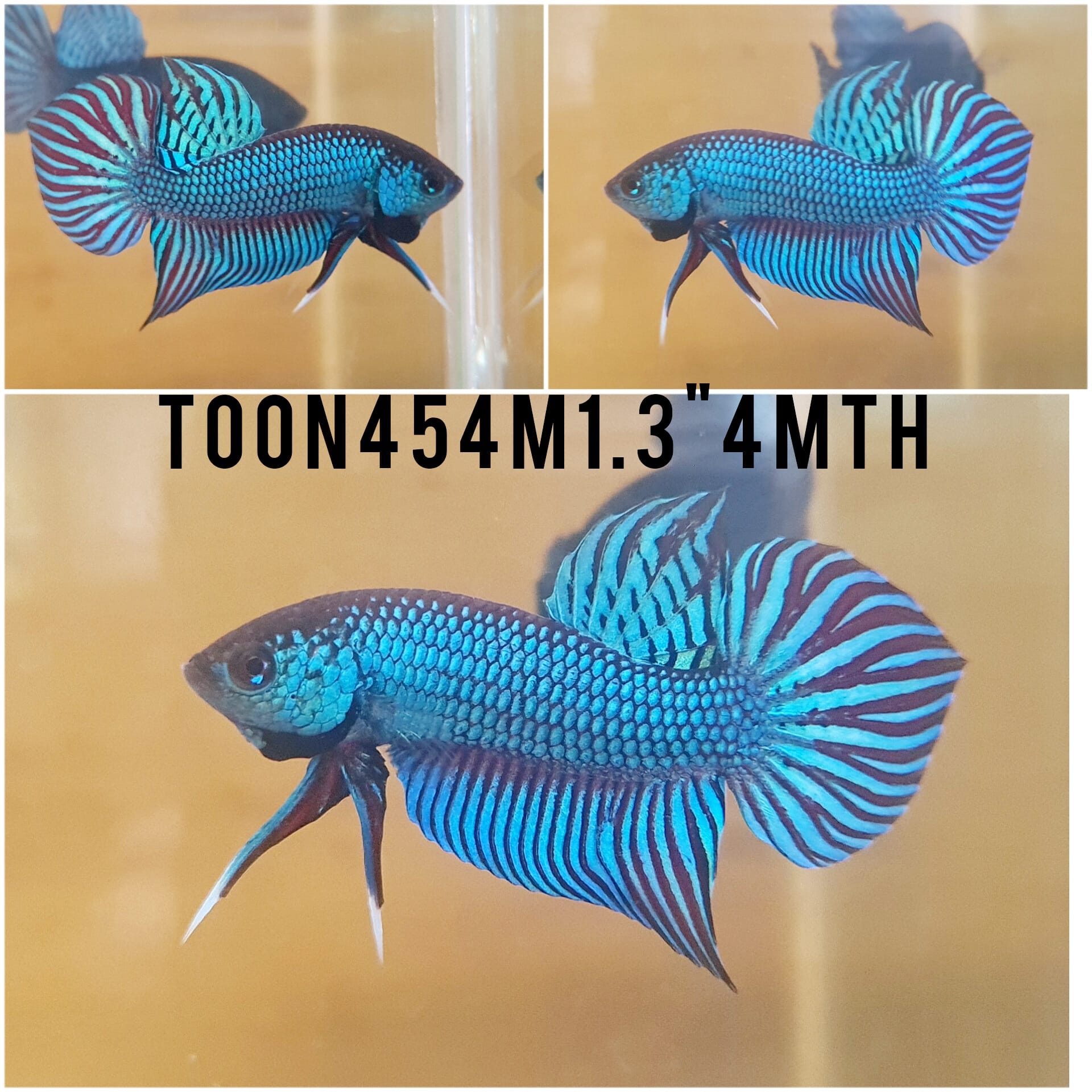 Live Betta Fish | Siamese Fighting Fish | Wild Betta for Sale — Coast ...