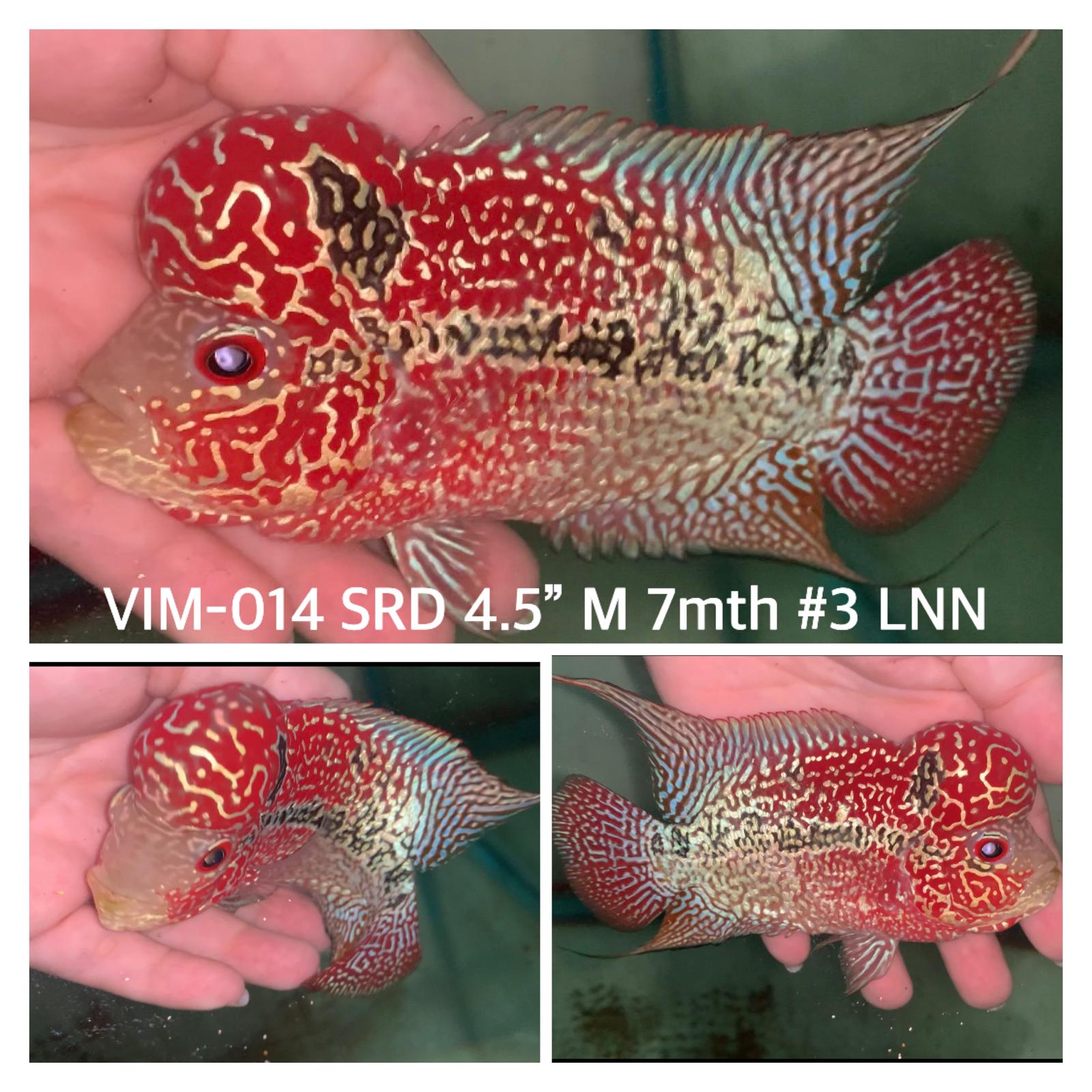 (VIM-014) SUPER RED KING KAMFA FLOWERHORN 4.5"INCH – Coast Gem USA