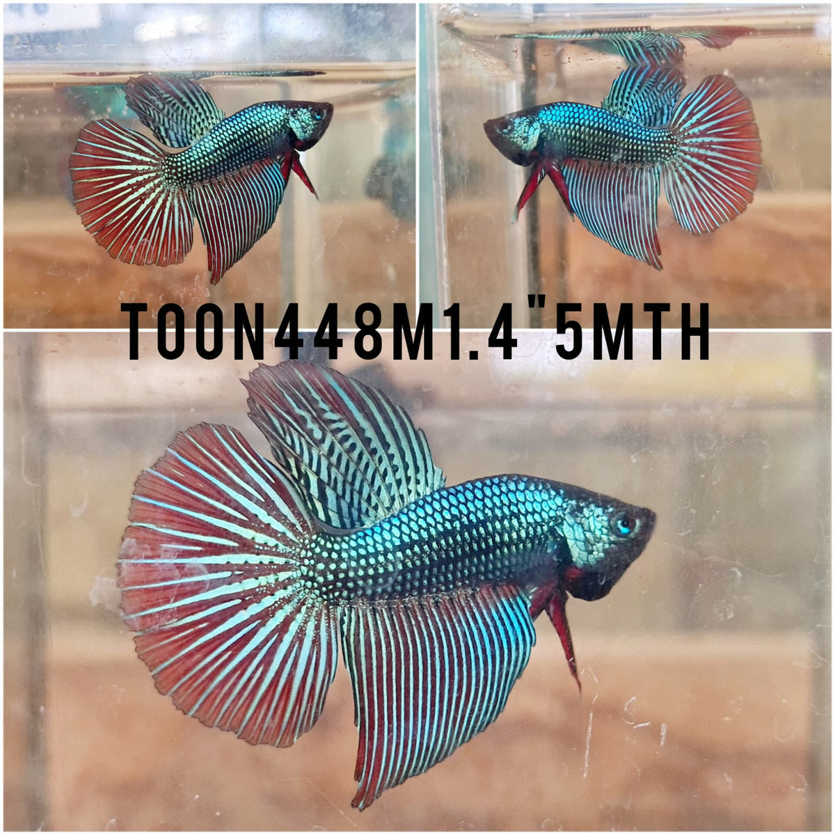 (TOON-448)Alien Green Halfmoon Male Betta — Coast Gem USA
