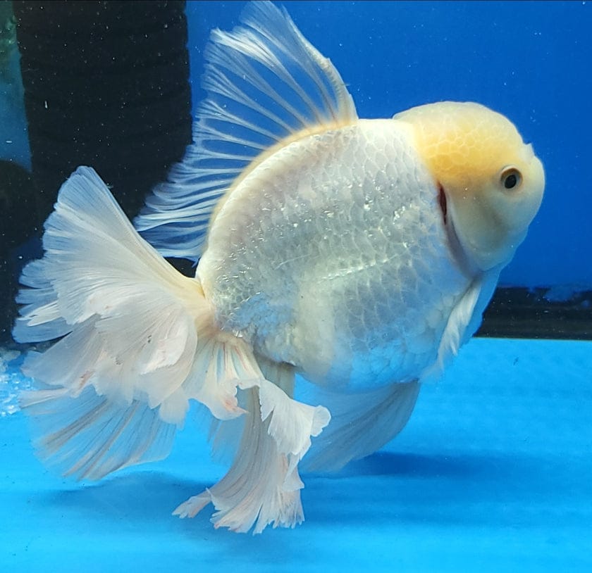 Premium Selected Thai Panda Oranda Tri Color Oranda | coastgemusa.com ...