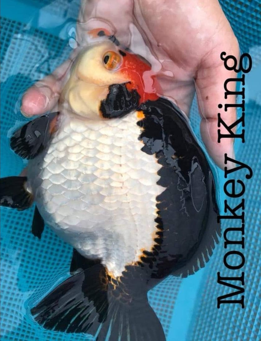 Premium Selected Thai Panda Oranda Tri Color Oranda | coastgemusa.com ...