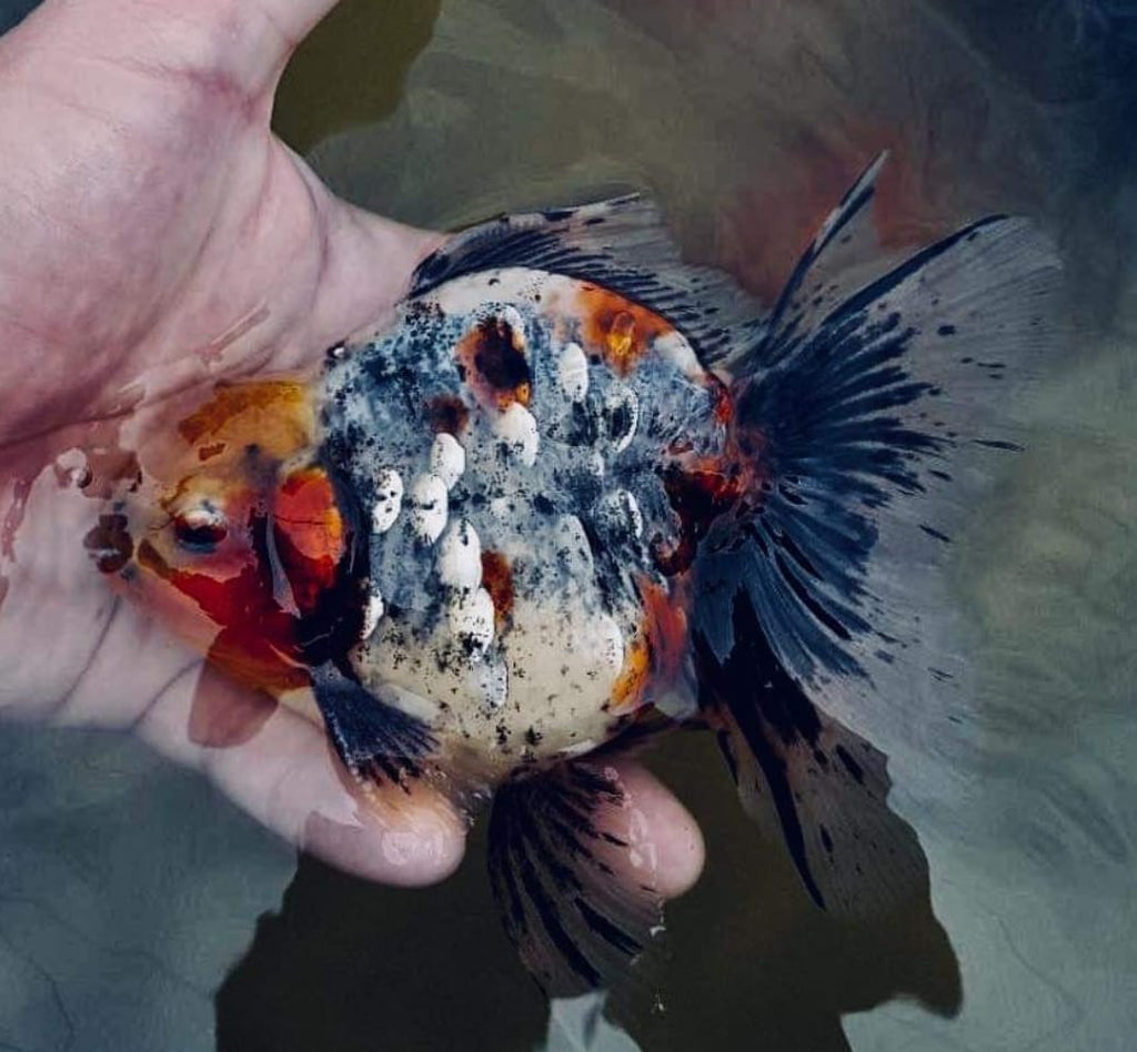 LIVE AQUARIUM GOLDFISH ORANDA SMALL BREED OUR CHOICE — Coast Gem USA