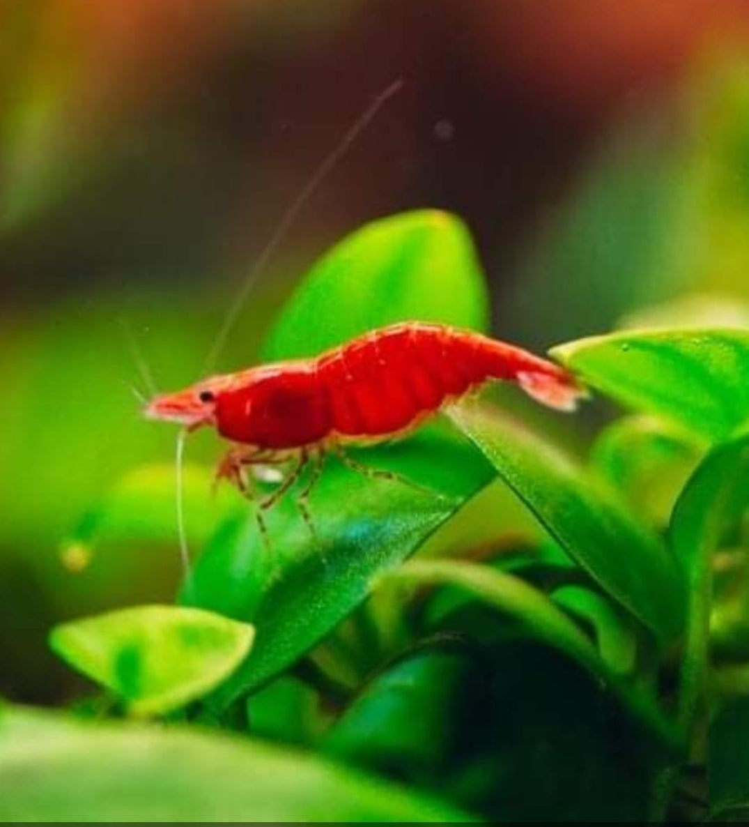 Exotic Freshwater Shrimp for sale | Aquarium Shrimp tank | Paludarium ...