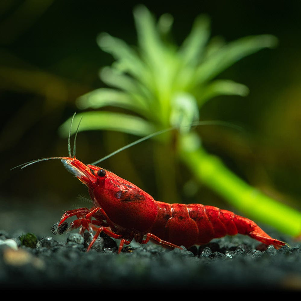 Exotic Freshwater Shrimp for sale | Aquarium Shrimp tank | Paludarium ...