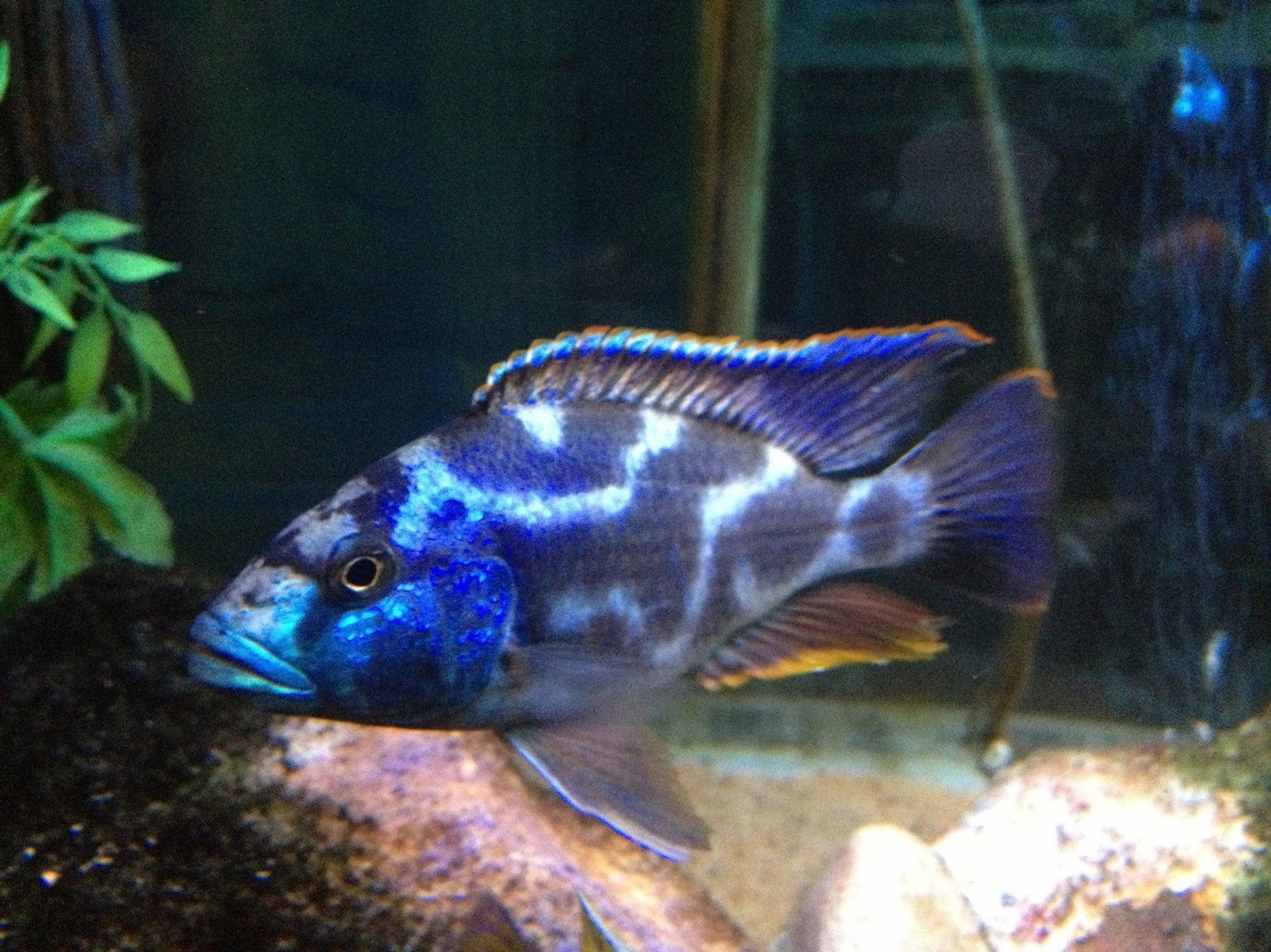 Live African Cichlid Livingstoni Cichlid (Nimbochromis livingstonii)(C ...