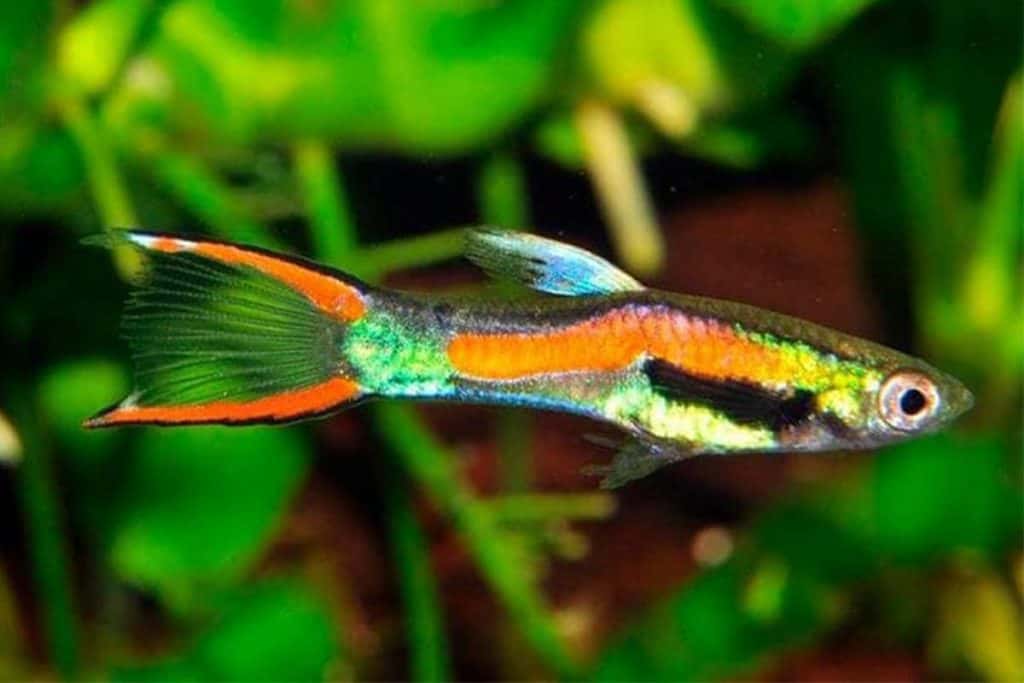 Show Grade Fancy Guppy Fish For Sale | Coast Gem USA