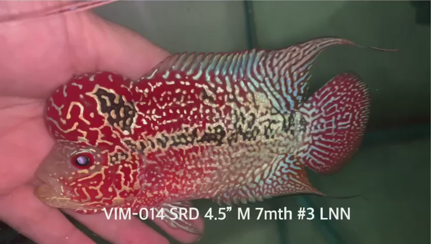 (VIM-014) SUPER RED KING KAMFA FLOWERHORN 4.5"INCH – Coast Gem USA