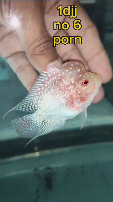 (PORN-6) Super Red Dragon Kamfa Flowerhorn DJJ — Coast Gem USA