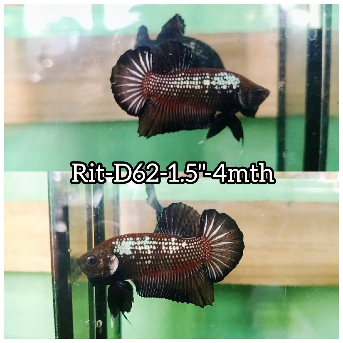 Betta Fish for Sale | Plakat Bettas | Fighting Fish | HMPK Betta ...
