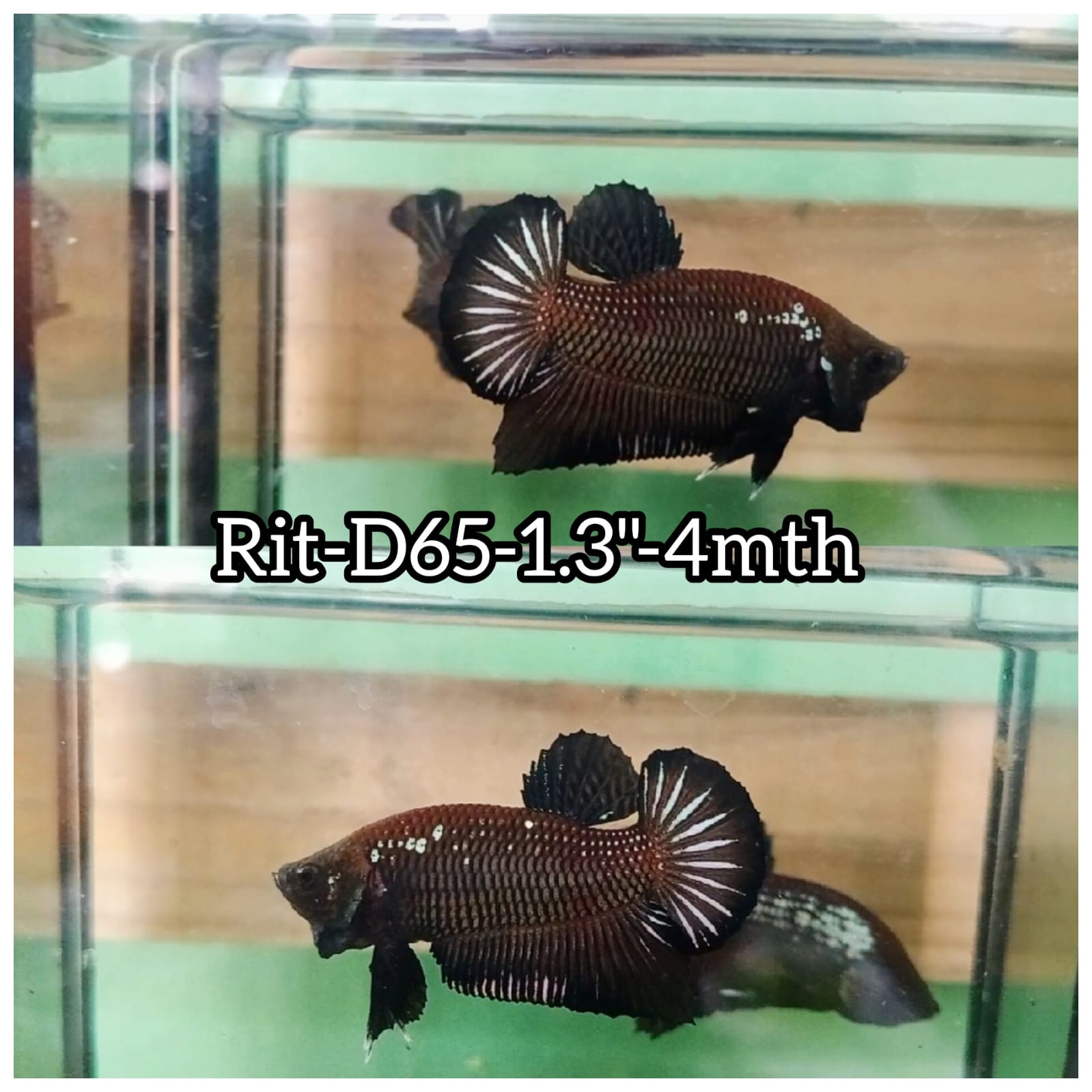 Betta Fish for Sale | Plakat Bettas | Fighting Fish | HMPK Betta ...
