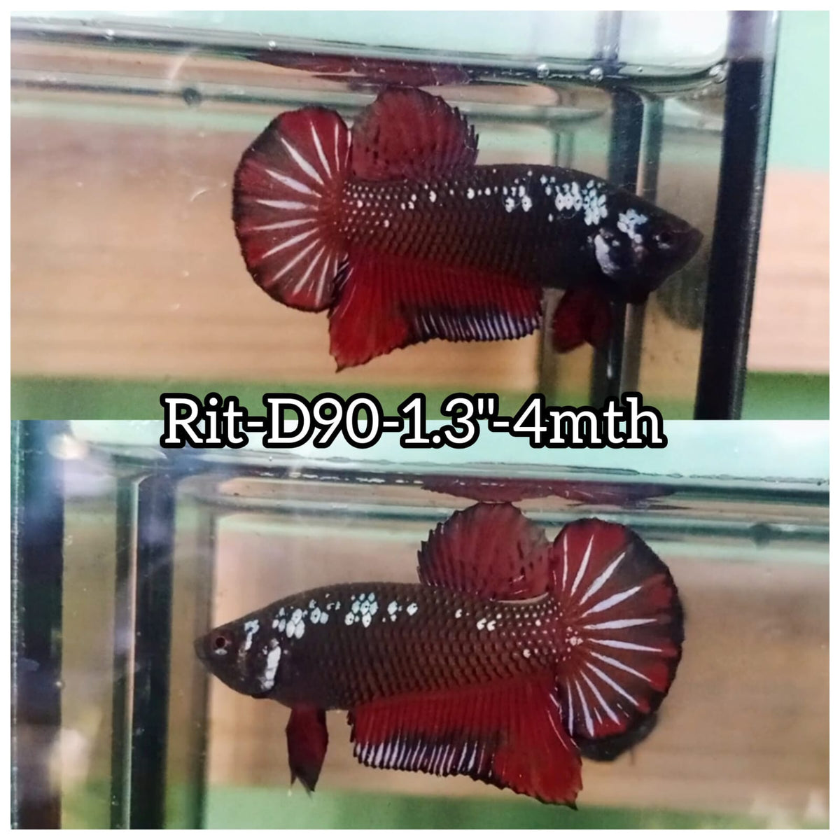 Betta Fish for Sale | Plakat Bettas | Fighting Fish | HMPK Betta ...