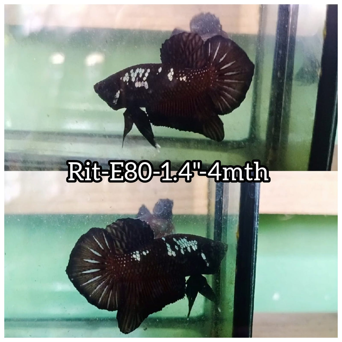 Betta Fish for Sale | Plakat Bettas | Fighting Fish | HMPK Betta ...