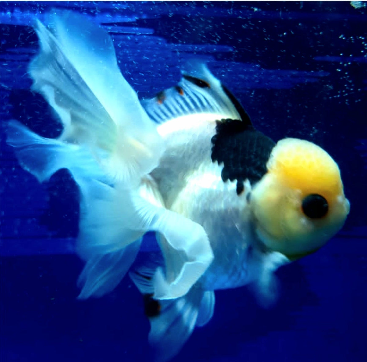 Premium Selected Thai Panda Oranda Tri Color Oranda | coastgemusa.com ...