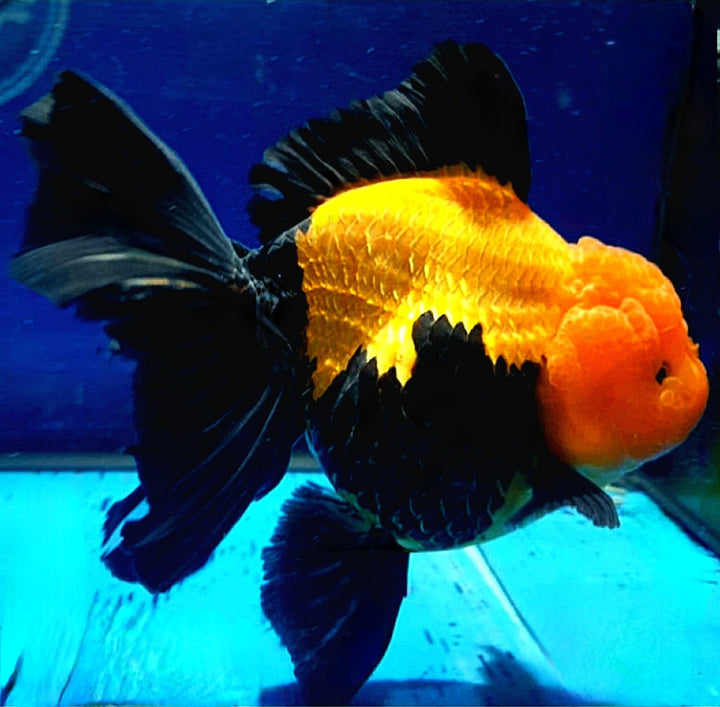 Coast Gem USA Goldfish | High Quality Ranchu, Oranda, Tosakin & more!