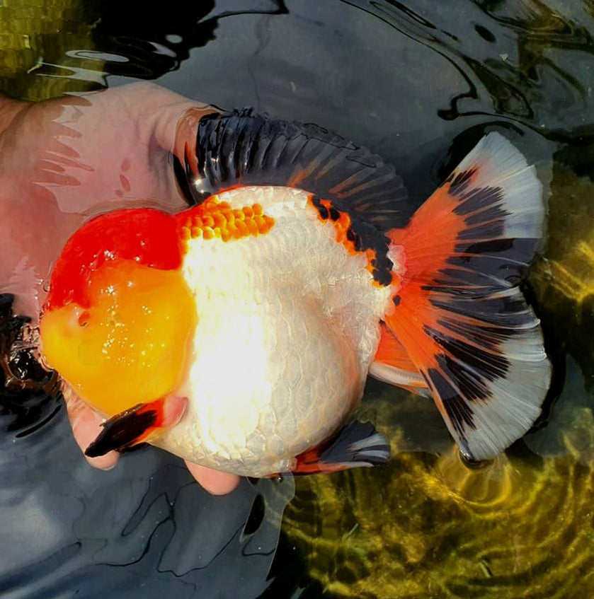 Premium Selected Thai Panda Oranda Tri Color Oranda | coastgemusa.com ...