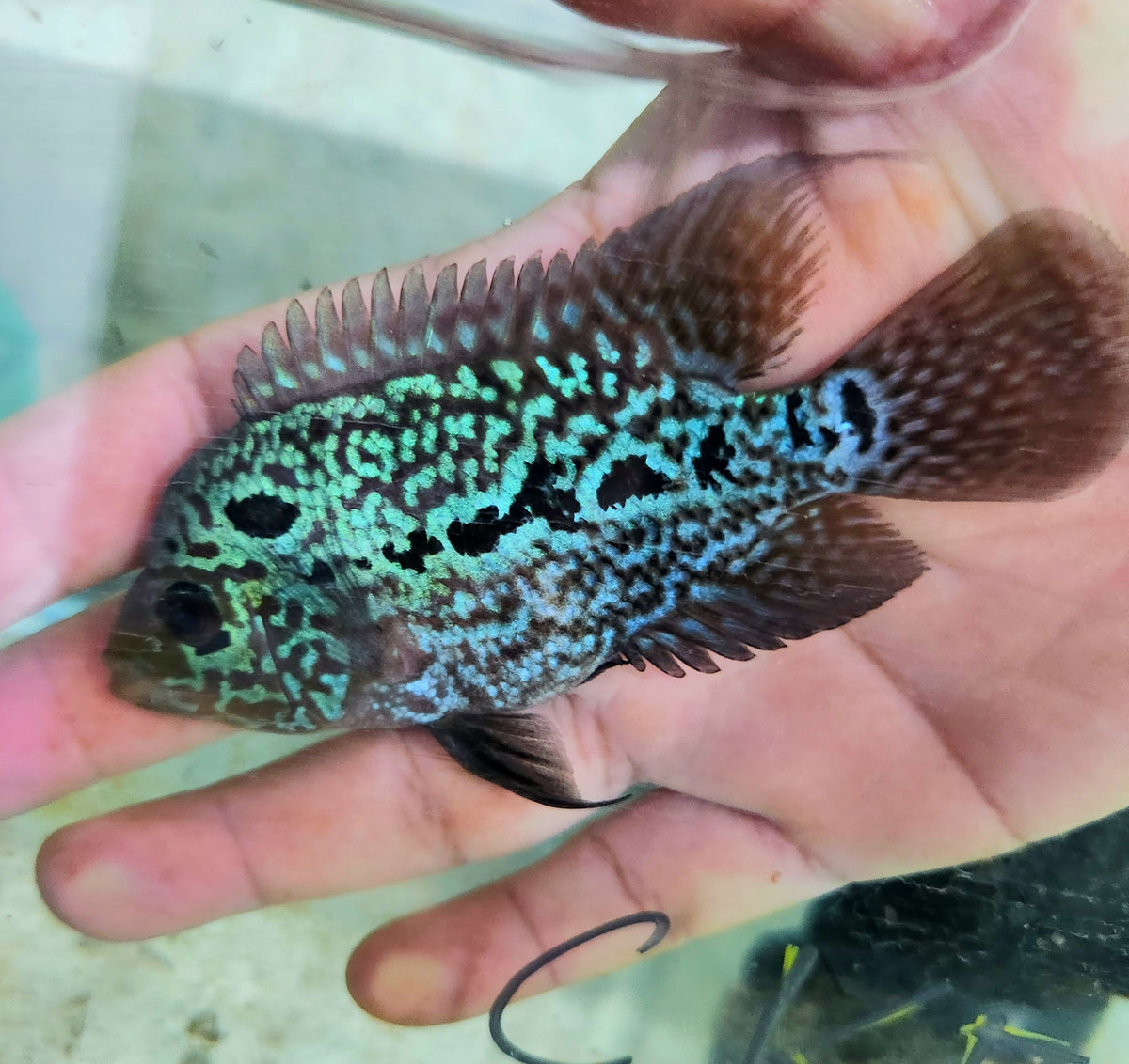 (KF-01)T169 Full Pearl Kamfa 3'' — Coast Gem USA