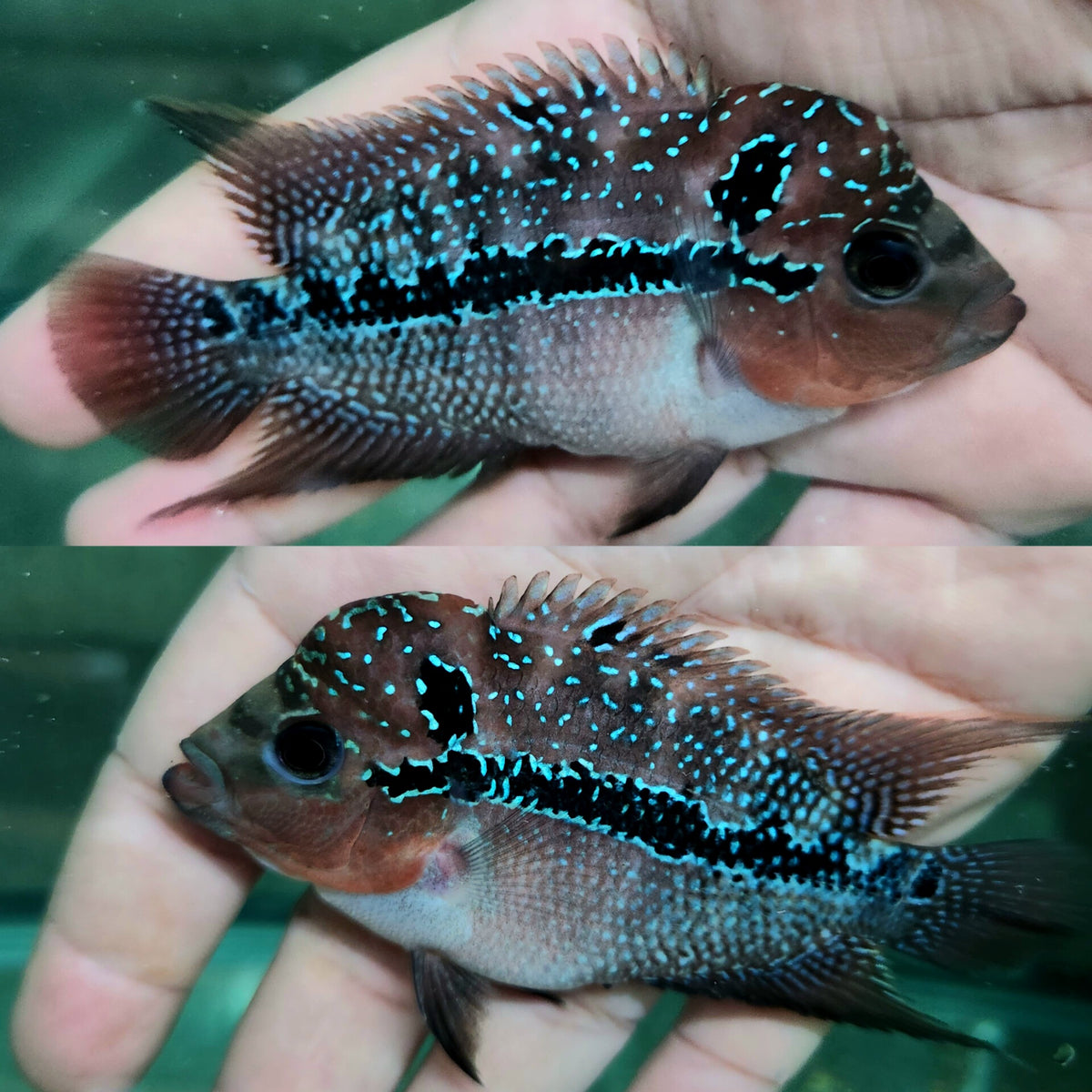 (KF-07)T175 Full Pearl Kamfa 3'' Female — Coast Gem USA