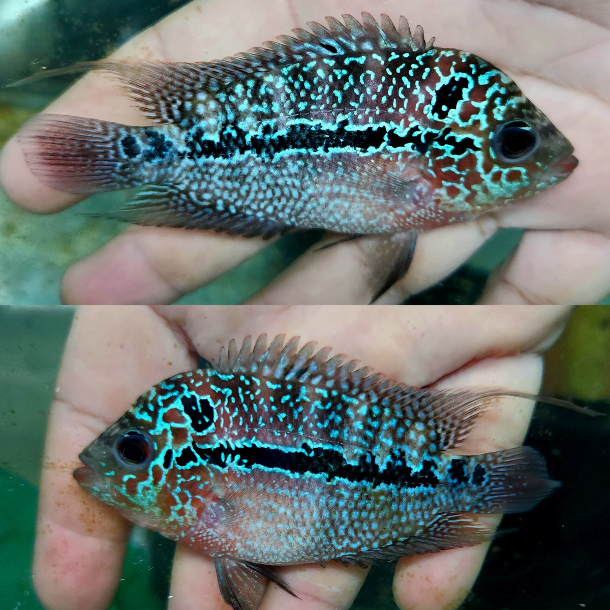 (KF-03)T170 Full Pearl Kamfa 3'' — Coast Gem USA