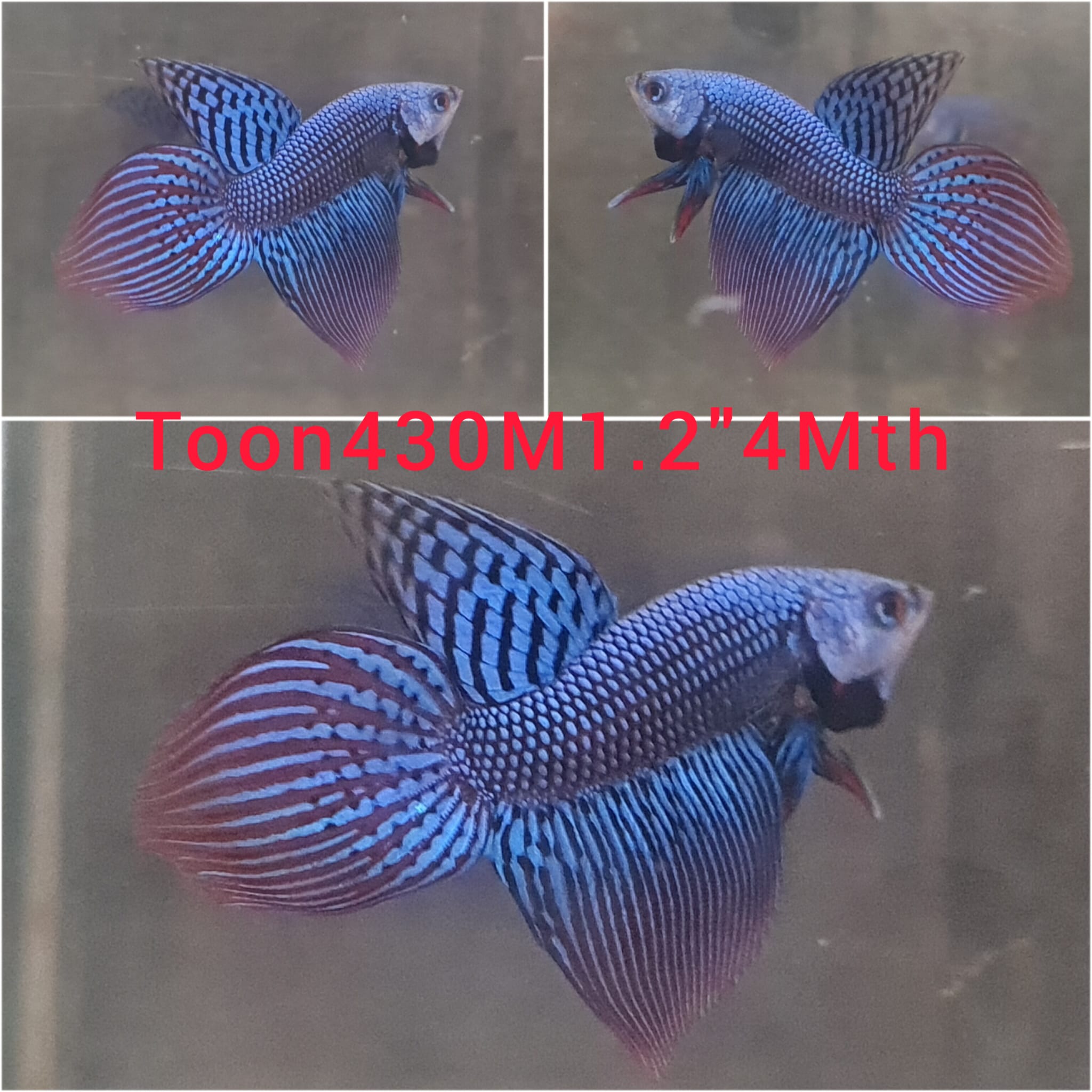 Betta Fish for Sale | Plakat Bettas | Fighting Fish | HMPK Betta ...