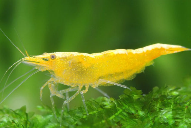 Exotic Freshwater Shrimp for sale | Aquarium Shrimp tank | Paludarium ...
