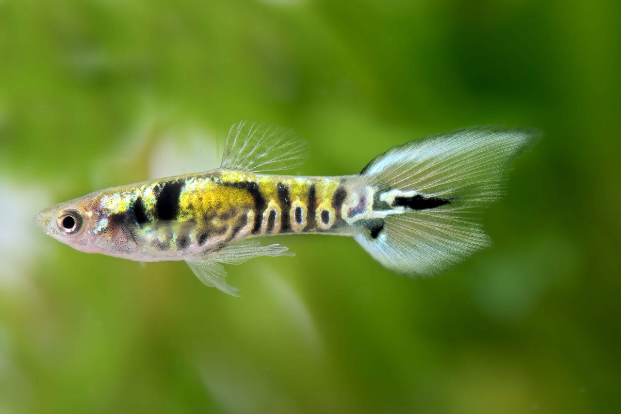 Show Grade Fancy Guppy Fish For Sale | Coast Gem USA