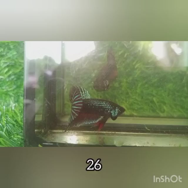 Betta Fish for Sale | Plakat Bettas | Fighting Fish | HMPK Betta — Coast Gem USA