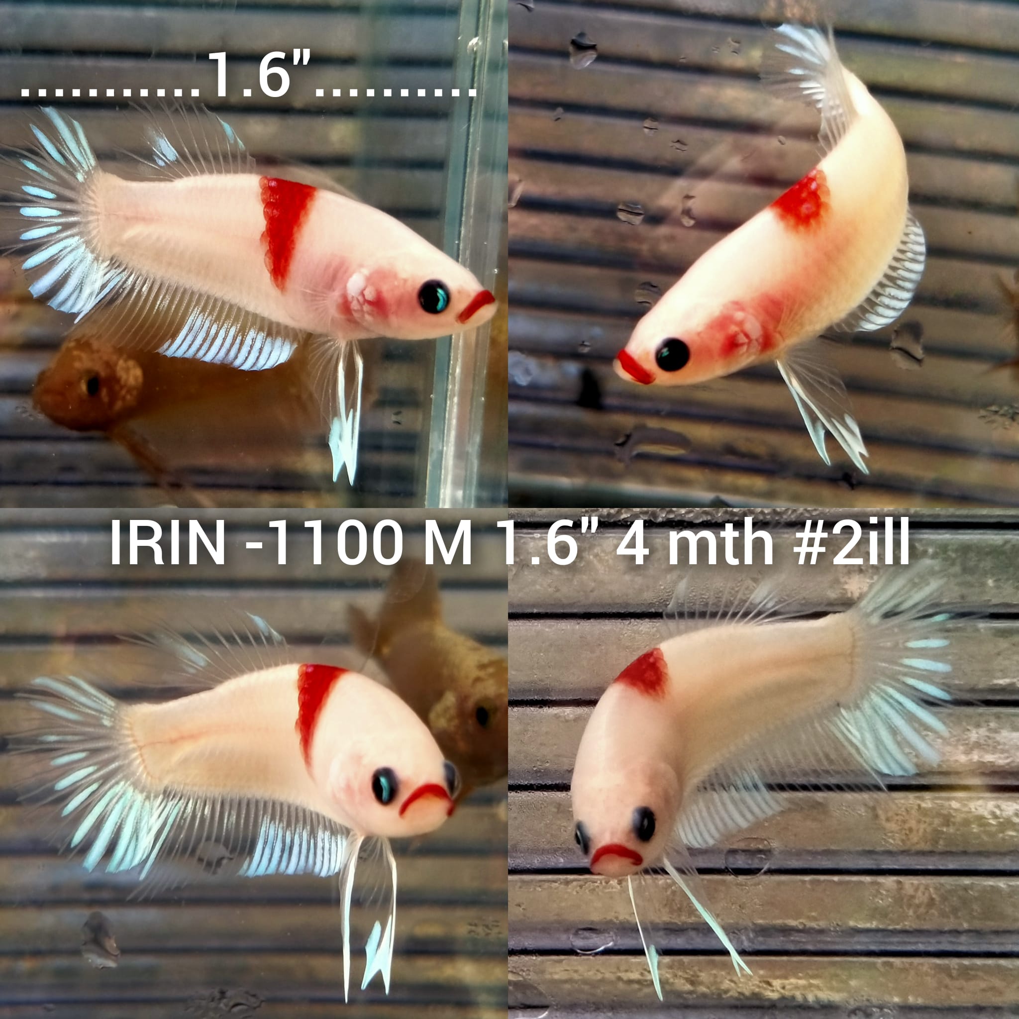 (IRIN-1100) Premium Red Tancho Plakat Male Betta – Coast Gem USA