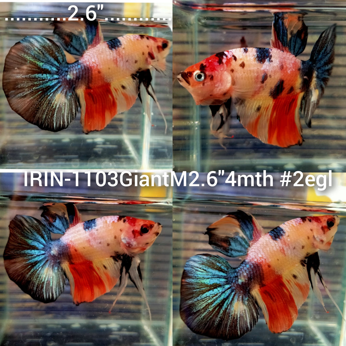 (IRIN-1103) Giant Nemo Multicolor Male Betta — Coast Gem USA