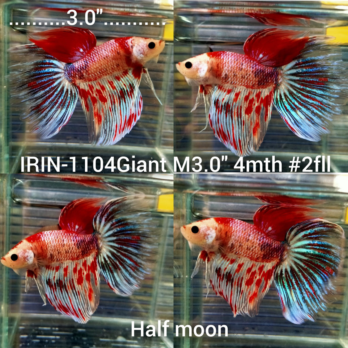 (IRIN-1104) Giant Nemo Red Fancy Halfmoon Male Betta — Coast Gem USA