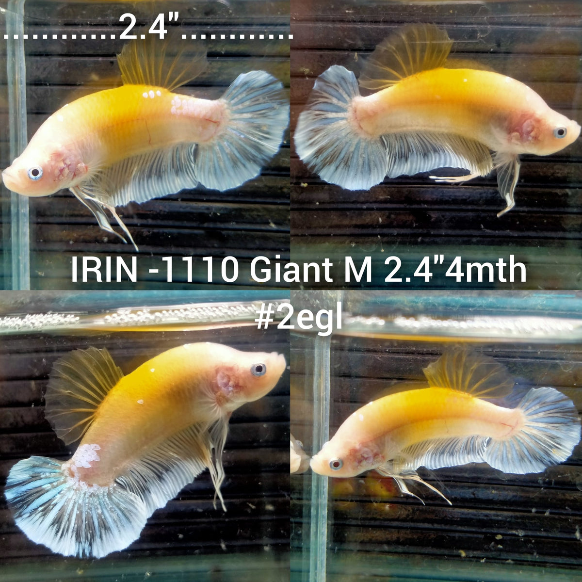 (IRIN-1110) Giant Yellow Tancho Male Betta — Coast Gem USA