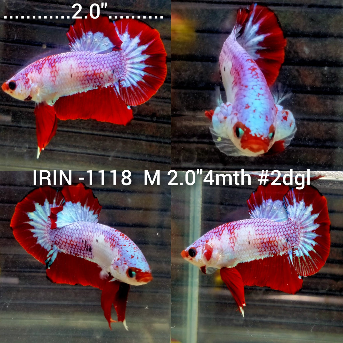 x(IRIN-1118) Fancy Red Hellboy Plakat Male Betta — Coast Gem USA