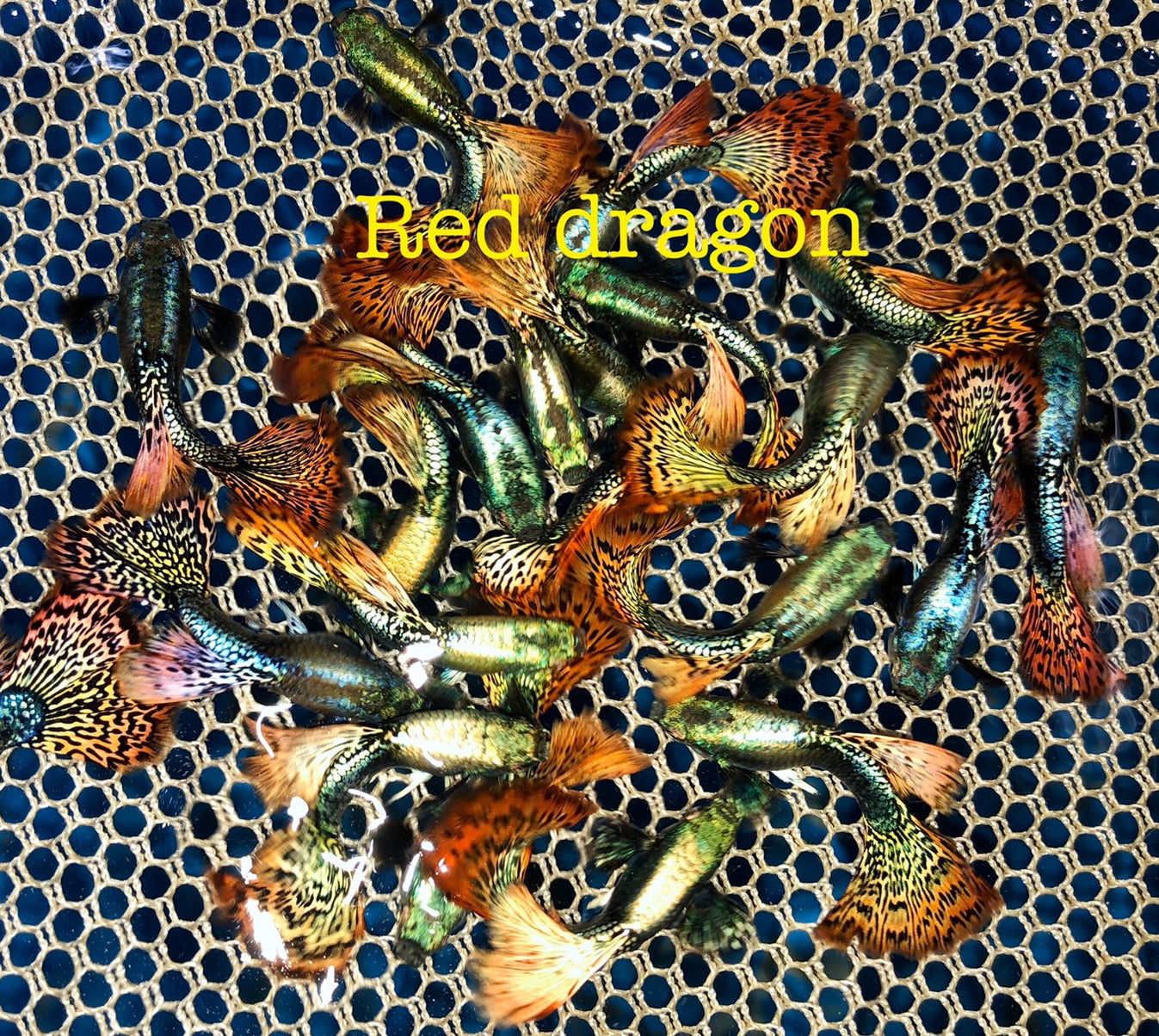 Live Fancy Guppy Fish Premium Quality Red Dragon High Dorsal For Sale ...