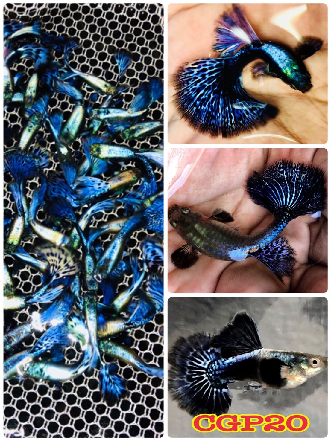 Show Grade Fancy Guppy Fish For Sale | Coast Gem USA
