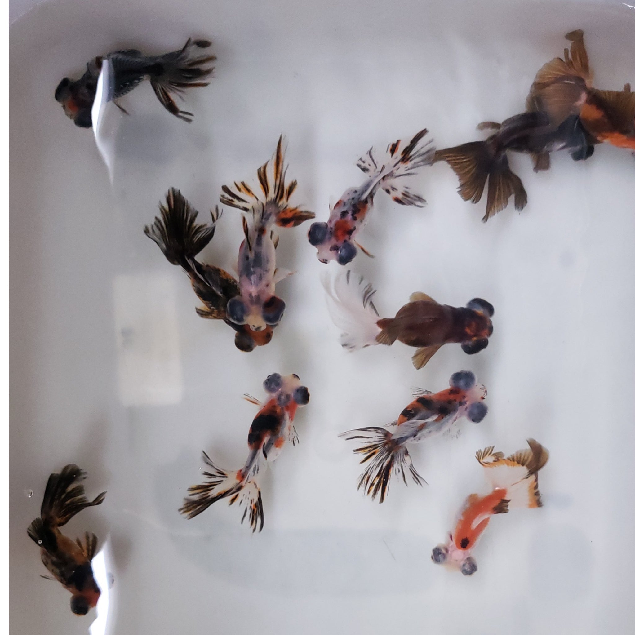 Baby & Juvenile Goldfish for Sale | Goldfish for Sale | Junior Goldfish ...