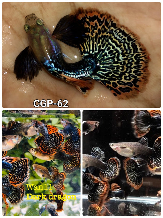 Show Grade Guppy Fish XL for Sale l Female l types breeding pond ...