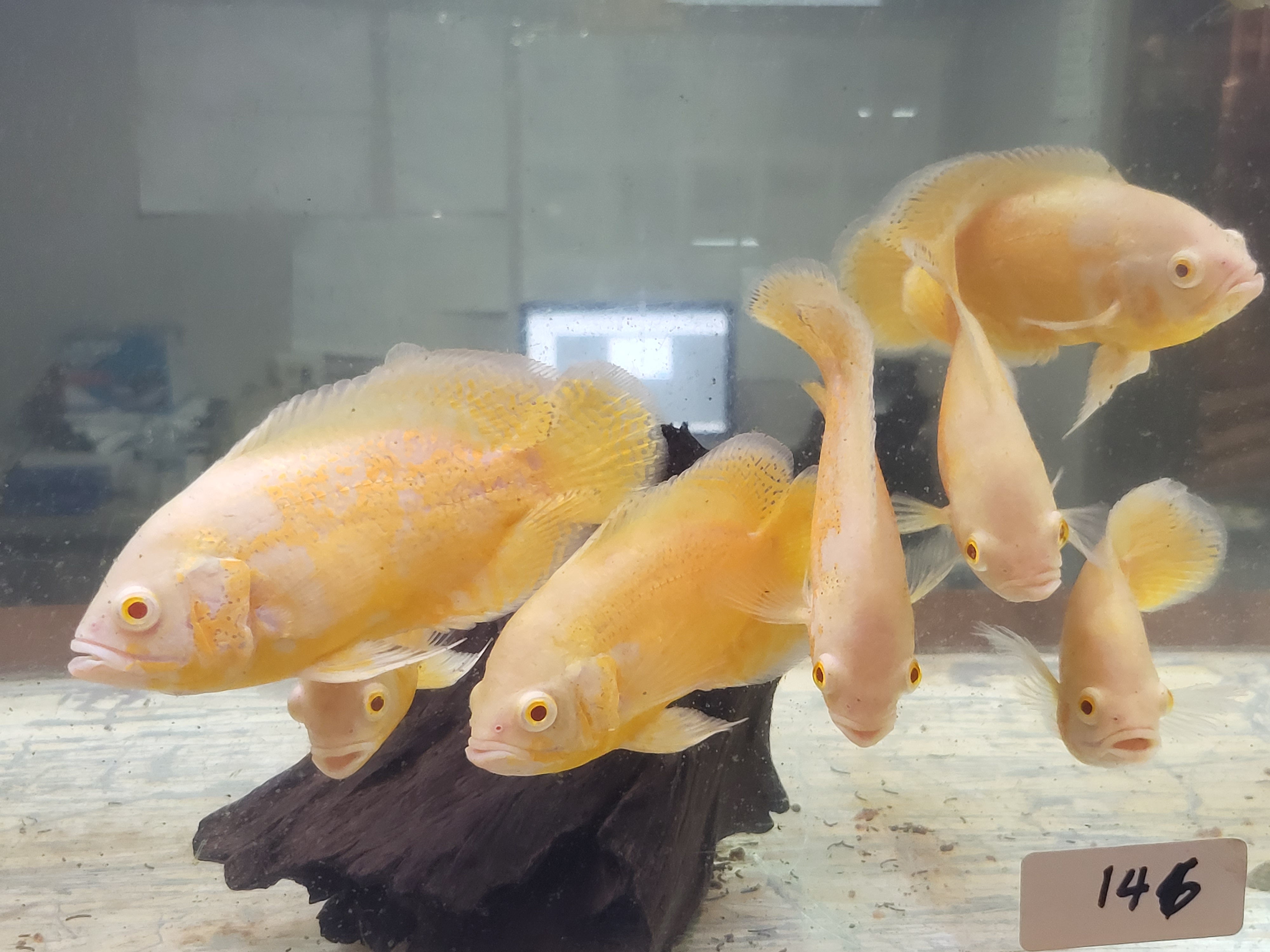Golden Oscar Fish