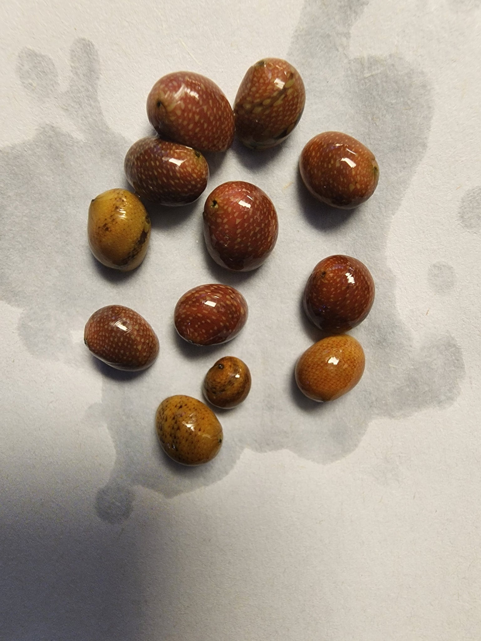 SNAIL — Coast Gem USA