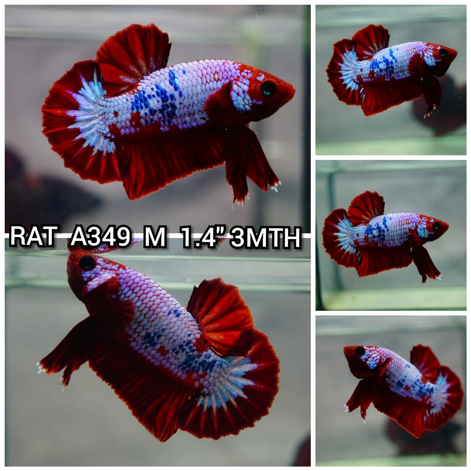 Live Betta Fish | Siamese Fighting Fish | Betta fish for Sale — Coast ...