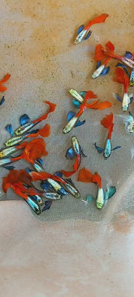 Show Grade Guppy Fish XL for Sale l Female l types breeding pond ...