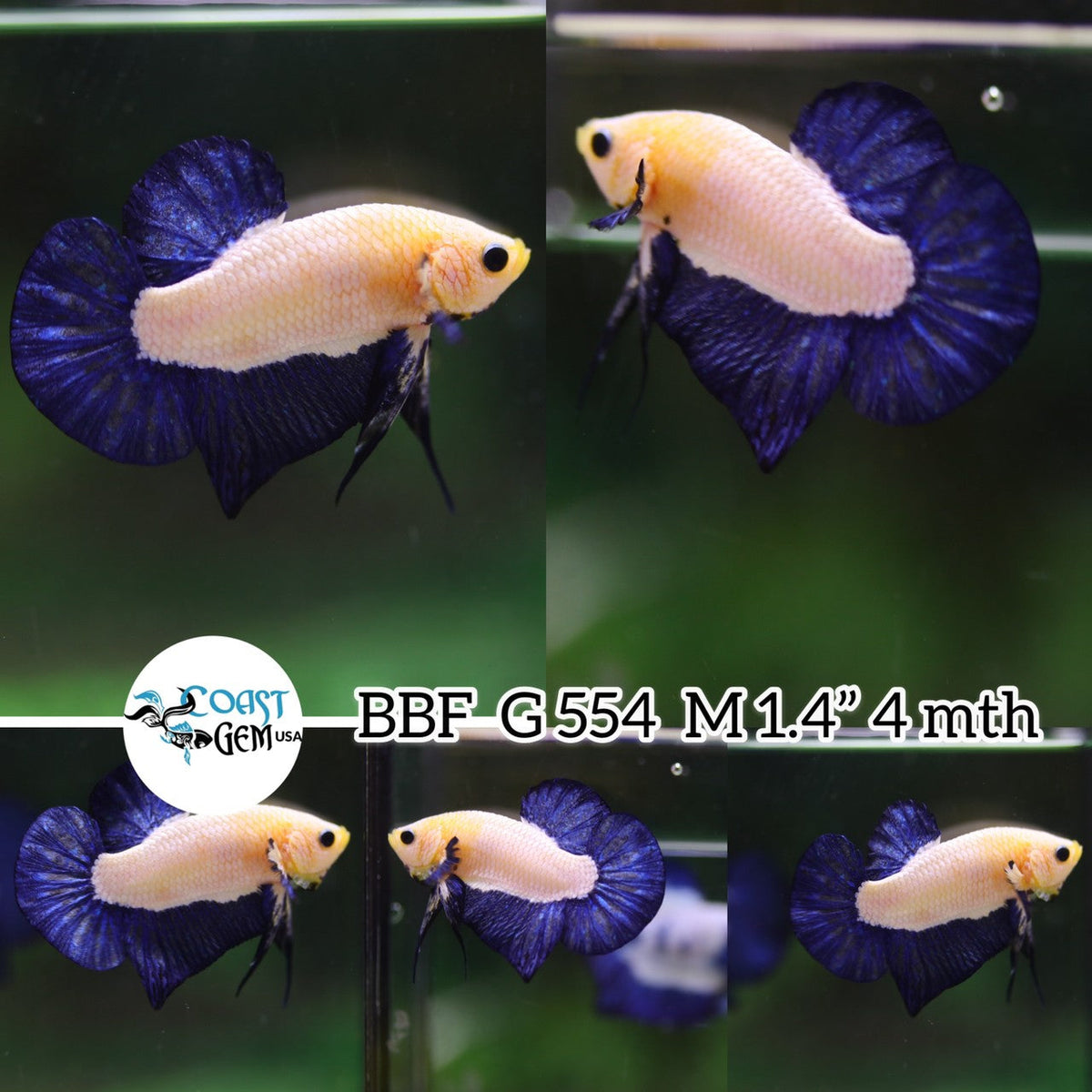 Betta Fish for Sale | Plakat Bettas | Fighting Fish | HMPK Betta ...