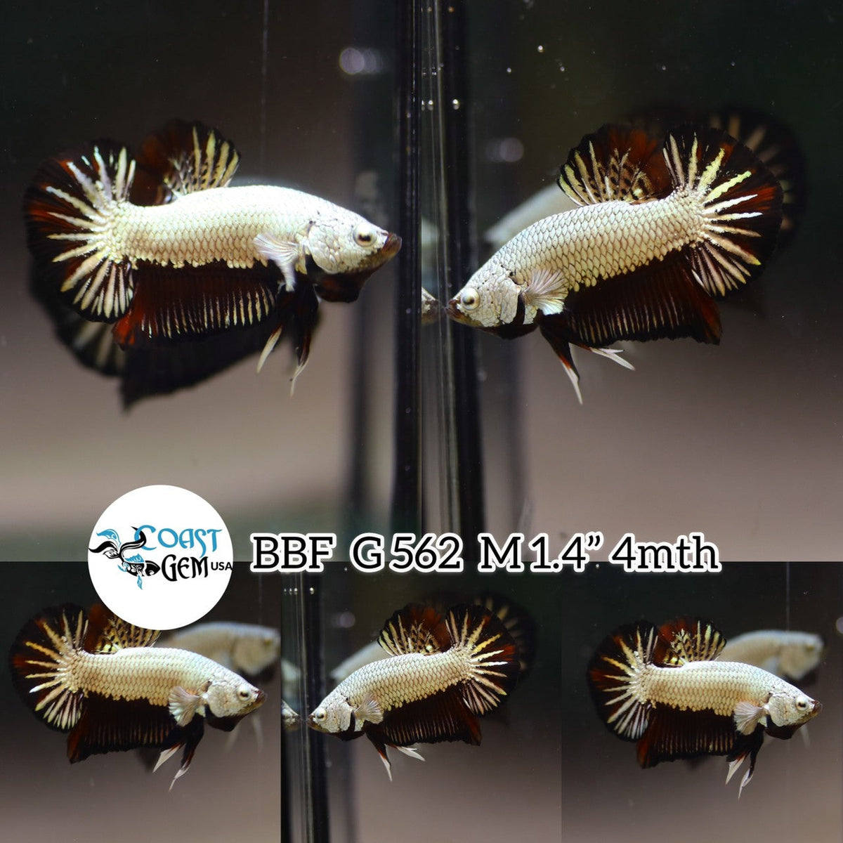 Betta Fish for Sale | Plakat Bettas | Fighting Fish | HMPK Betta ...