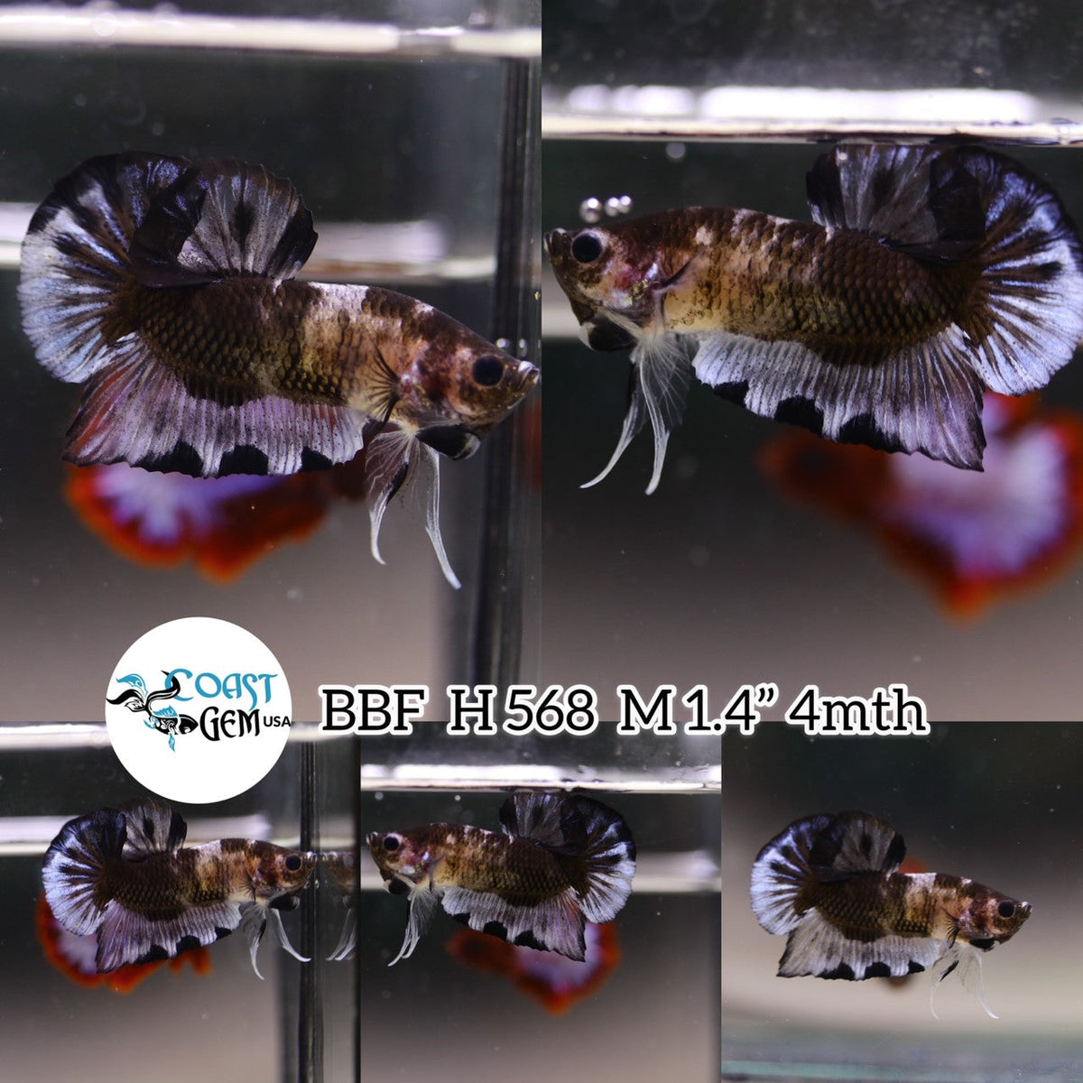 Betta Fish for Sale | Plakat Bettas | Fighting Fish | HMPK Betta ...