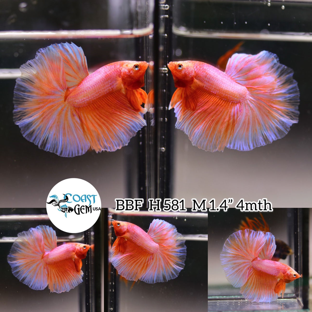 (BBF-A581) Orange Fancy Halfmoon Male Betta — Coast Gem USA