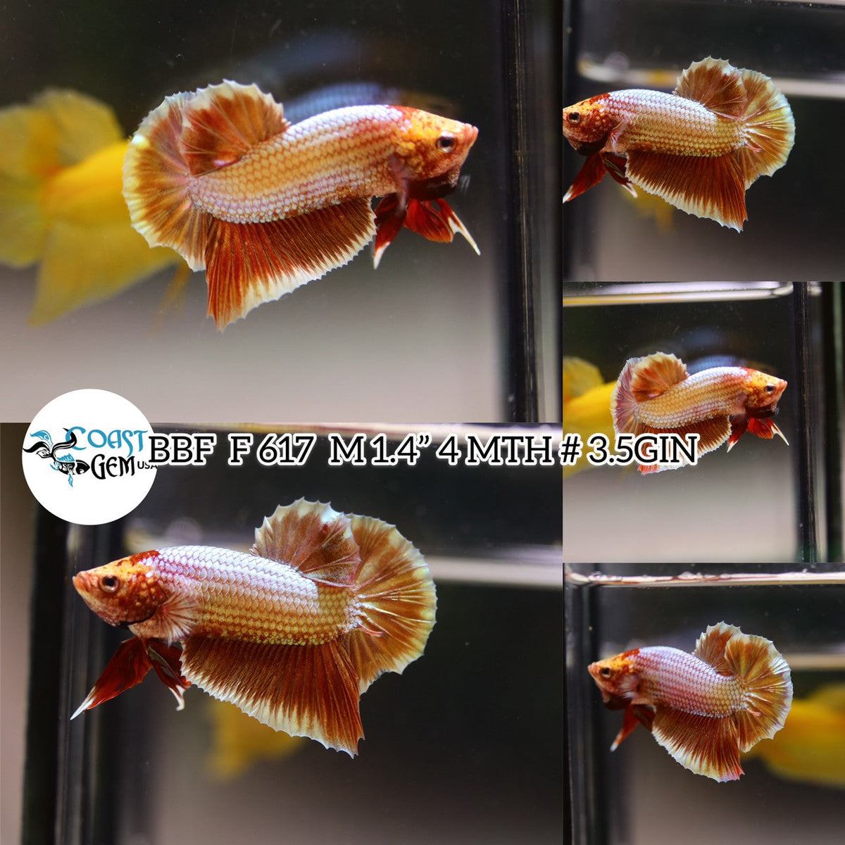 Betta Fish for Sale | Plakat Bettas | Fighting Fish | HMPK Betta ...