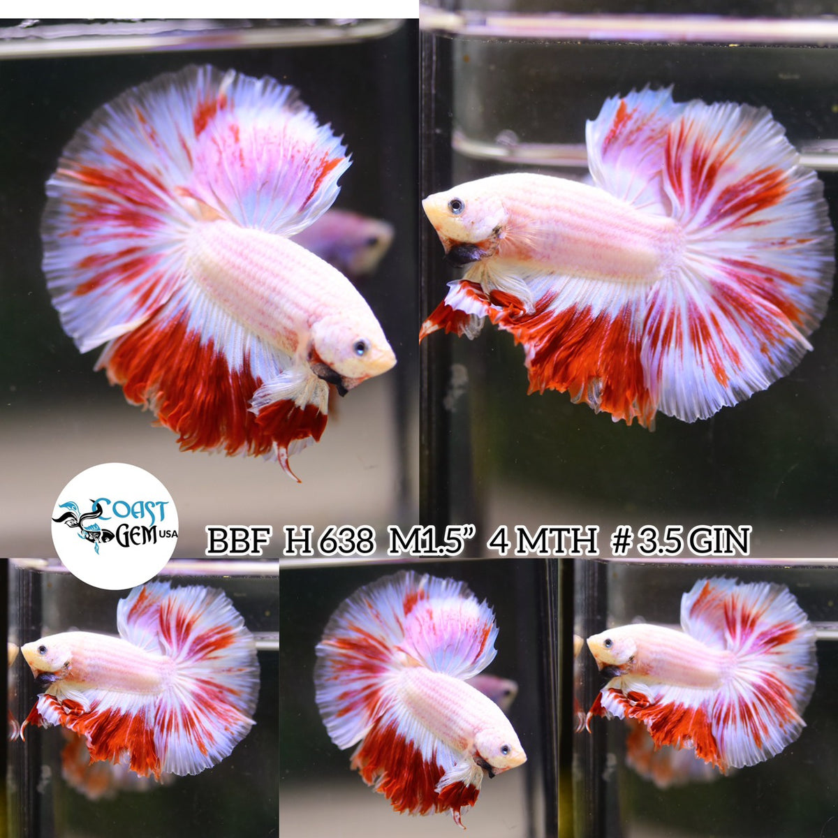 Betta Fish for Sale | Plakat Bettas | Fighting Fish | HMPK Betta ...