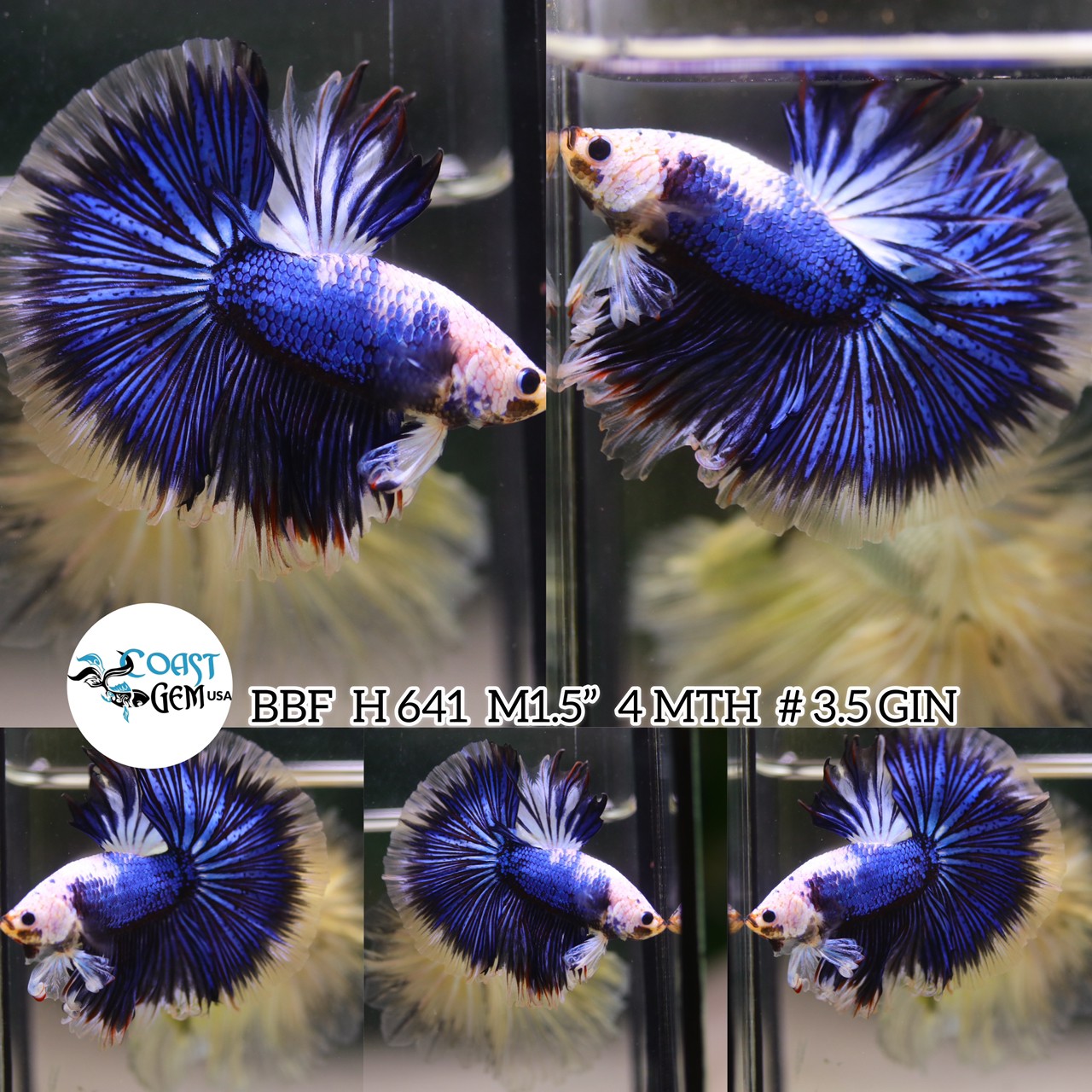 Betta Fish for Sale | Plakat Bettas | Fighting Fish | HMPK Betta ...