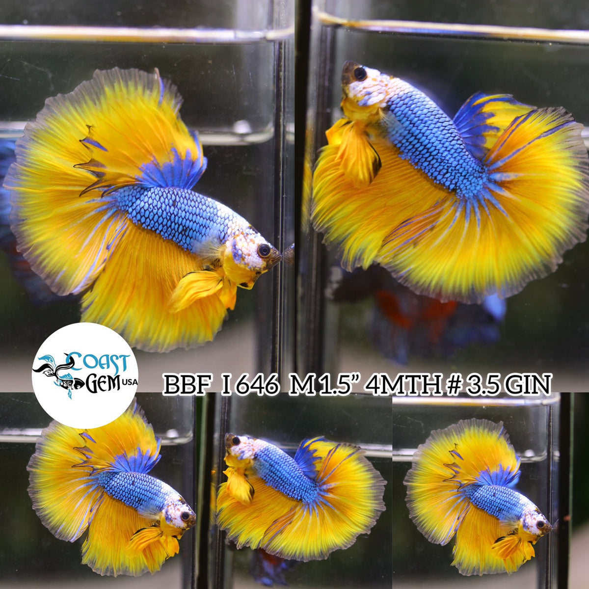 Betta Fish for Sale | Plakat Bettas | Fighting Fish | HMPK Betta ...