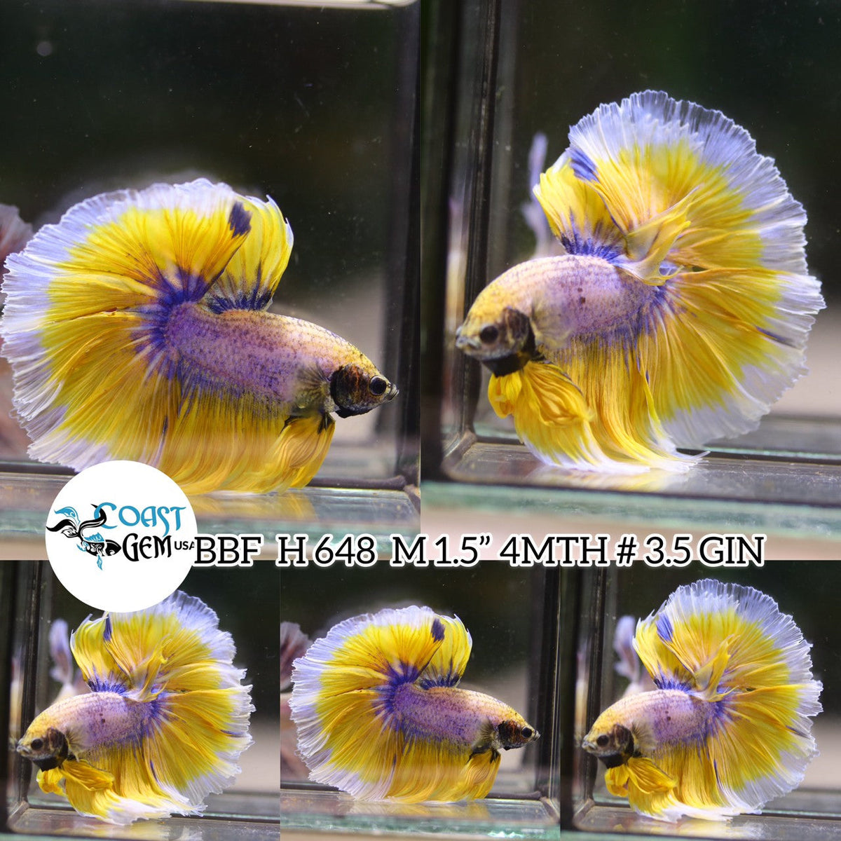 Betta Fish for Sale | Plakat Bettas | Fighting Fish | HMPK Betta ...