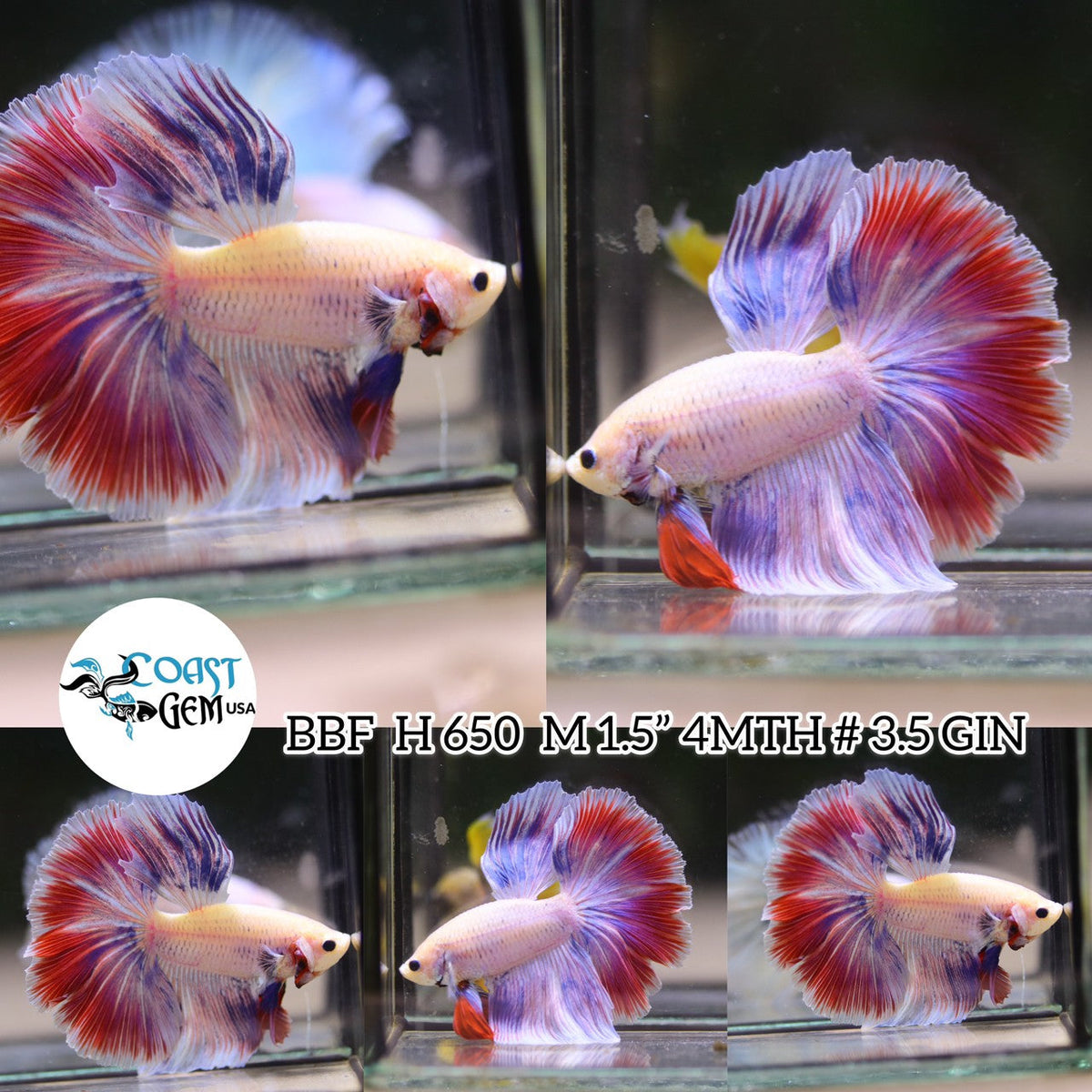 Betta Fish for Sale | Plakat Bettas | Fighting Fish | HMPK Betta — Coast Gem USA